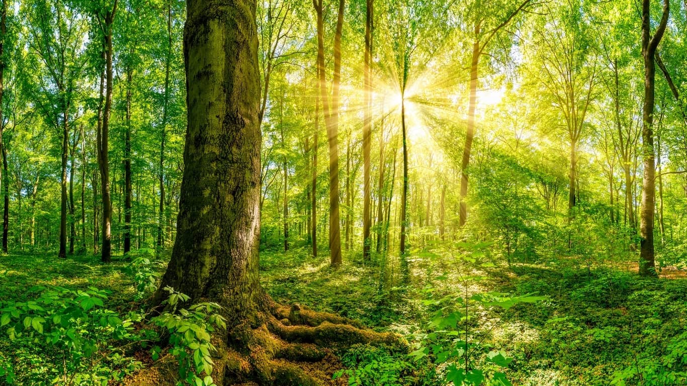 El bosque de las ánimas, un lugar hermoso y lleno de vida.